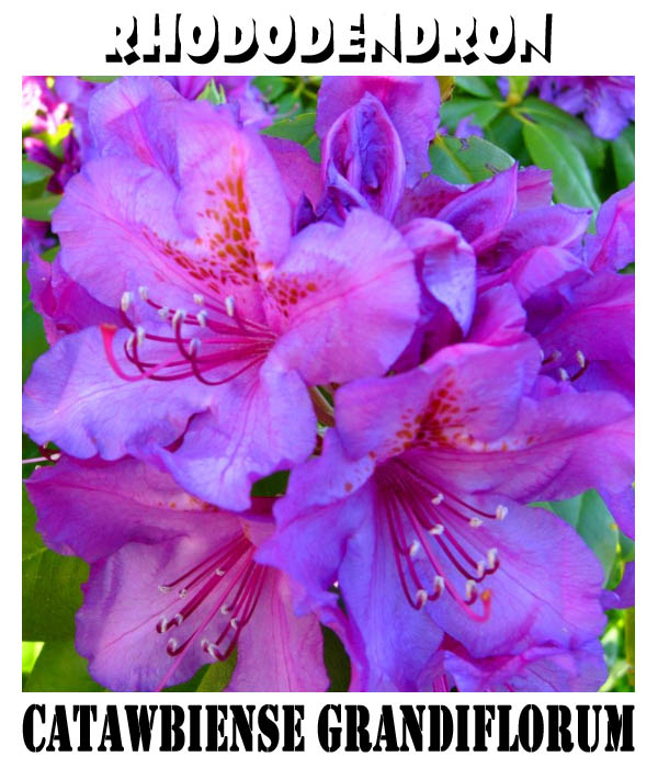 OKRASNÉ KEŘE A ROSTLINY