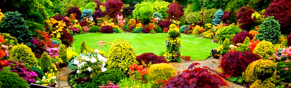 OKRASNÉ KEŘE A ROSTLINY