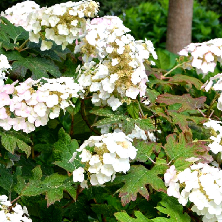 HORTENZIE DUBOLISTÁ ´APPLAUSE´ kont. P9