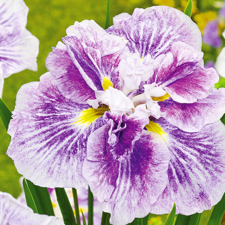 TRVALKY a skalničky > KOSATCE