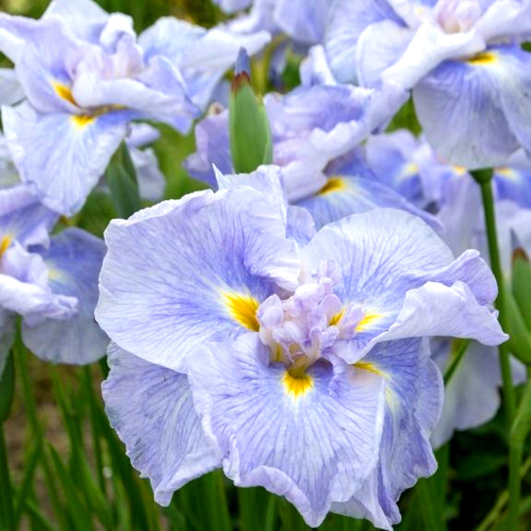 TRVALKY a skalničky > KOSATCE