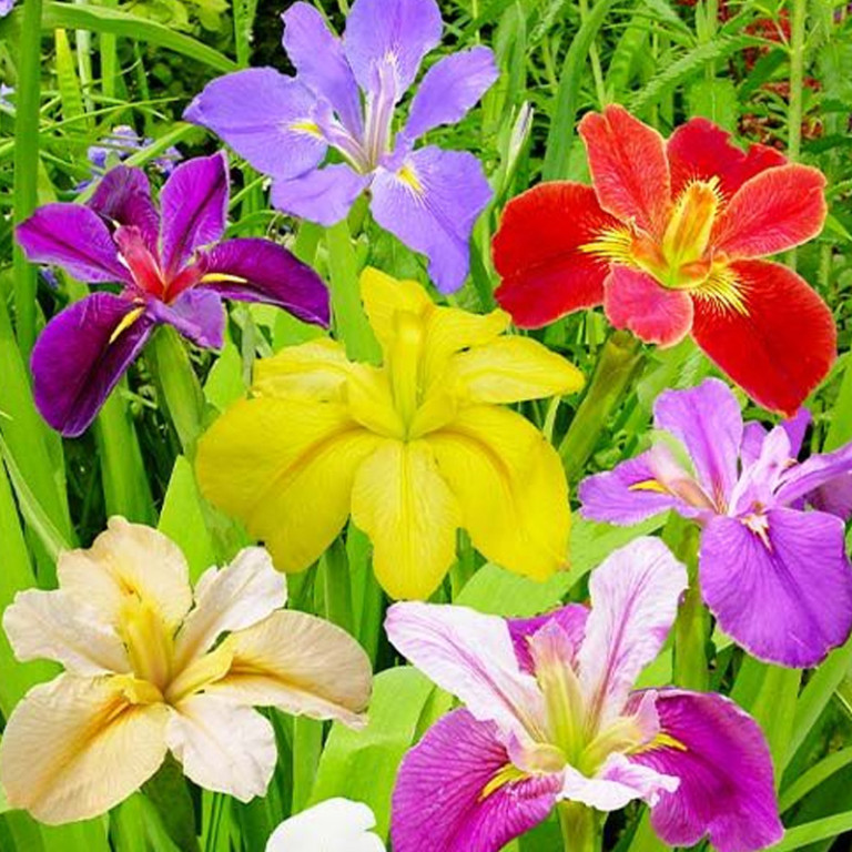 KOSATEC ´PSEUDACORUS BREEDERS MIX´