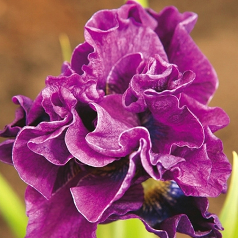 TRVALKY a skalničky > KOSATCE