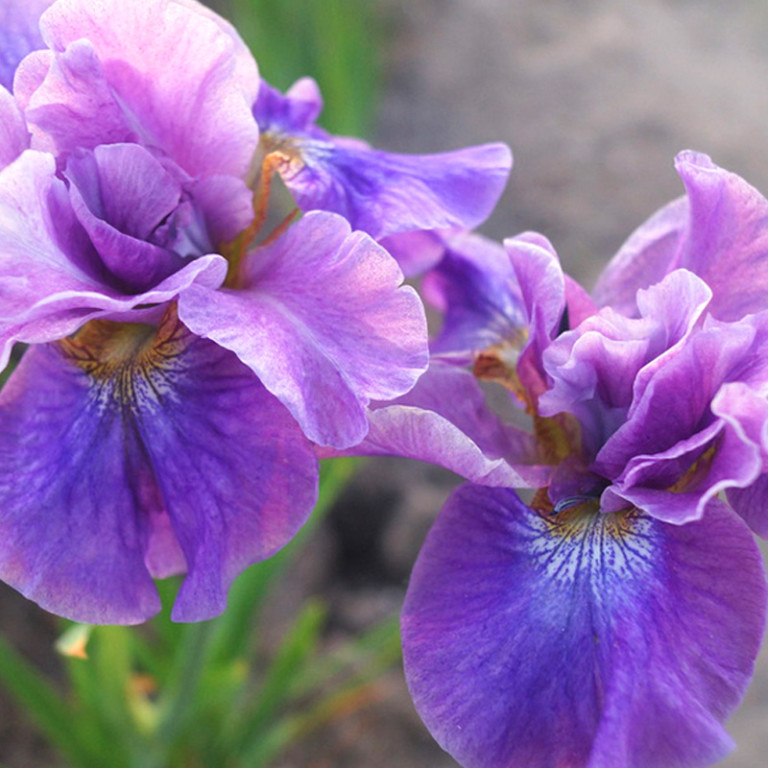 TRVALKY a skalničky > KOSATCE