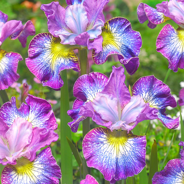 TRVALKY a skalničky > KOSATCE