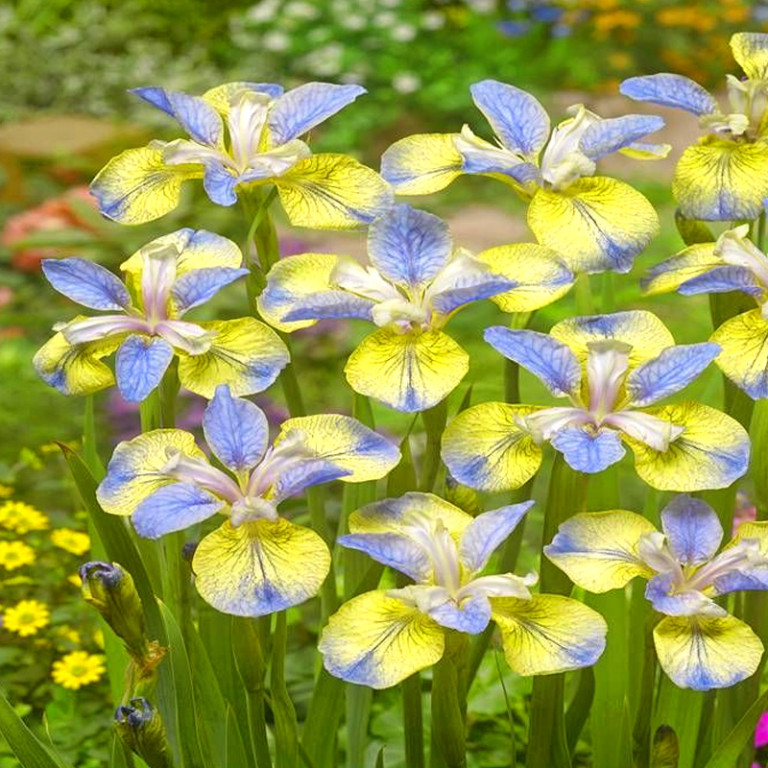 TRVALKY a skalničky > KOSATCE