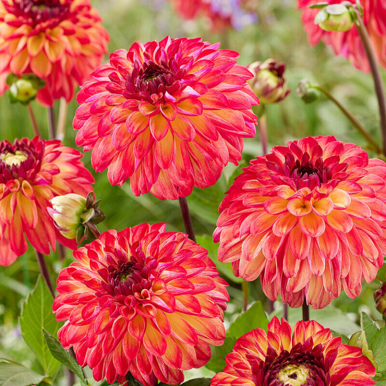 JIŘINA ´DING A DONG´