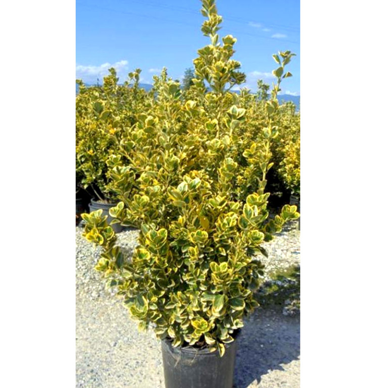 BRSLEN JAPONSKÝ 'AUREUS´ kont. 10L