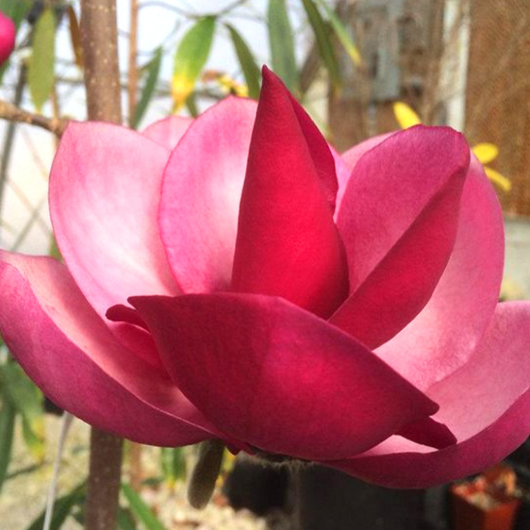 MAGNÓLIE > EXKLUZIVNÍ MAGNOLIE