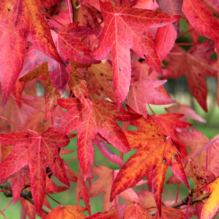 VZROSTLÉ STROMY A KEŘE