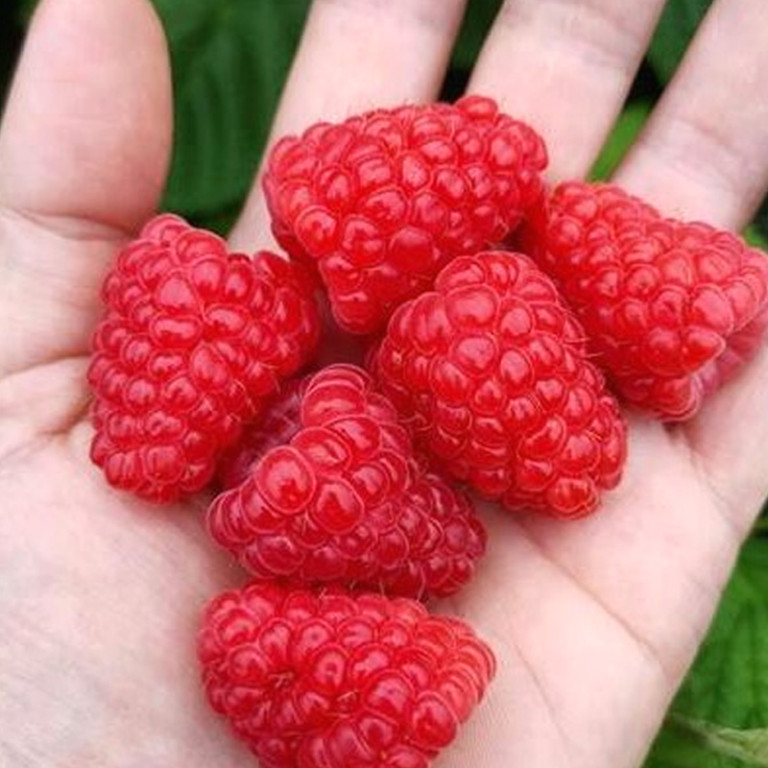 MALINÍKY > STÁLEPLODÍCÍ / REMONTANTNÍ