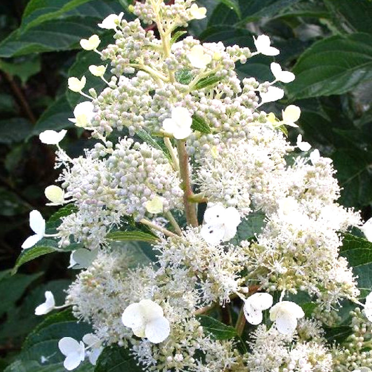 HORTENZIE ´OCTOBER BRIDE´® kont. P9