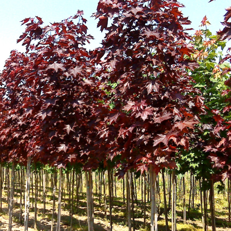 ALEJOVÉ A SOLITERNÍ STROMY, KEŘE