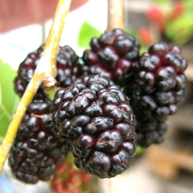 KDOULONĚ,MIŠPULE,MORUŠE > MORUŠE