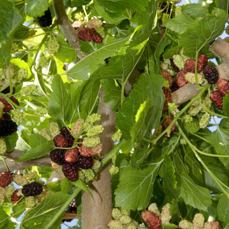 KDOULONĚ,MIŠPULE,MORUŠE