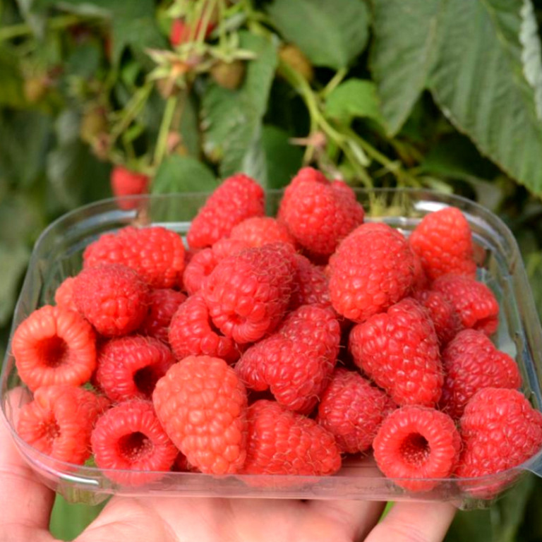 MALINÍKY > STÁLEPLODÍCÍ / REMONTANTNÍ