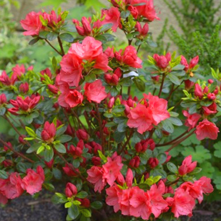 JAPONSKÉ AZALKY > JAPONSKÉ AZALKY XXL