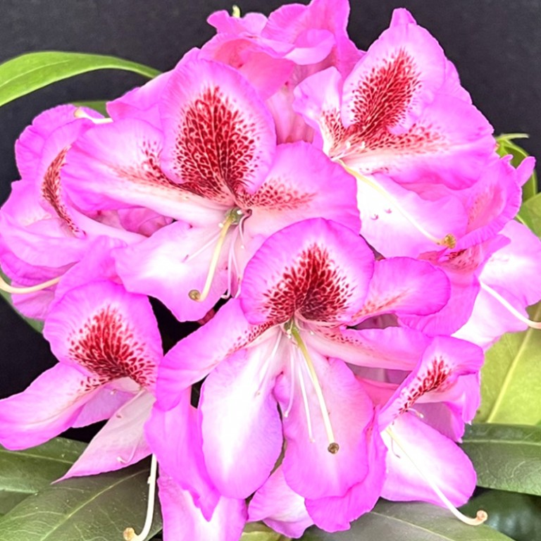 RHODODENDRON XXL ´VYŠEHRAD´ kont. 2L