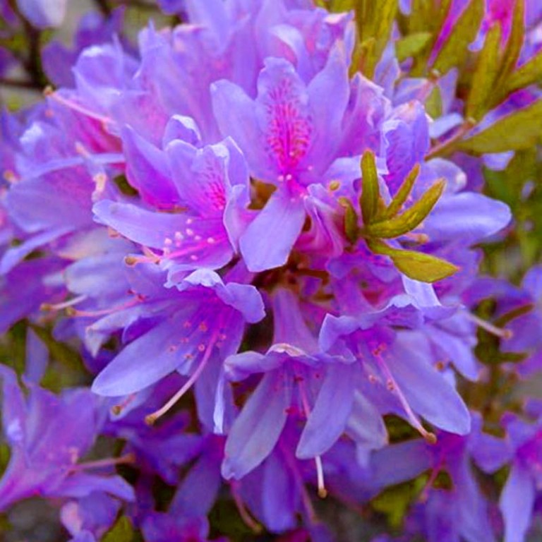 Die Kont Spongebob Regenboog