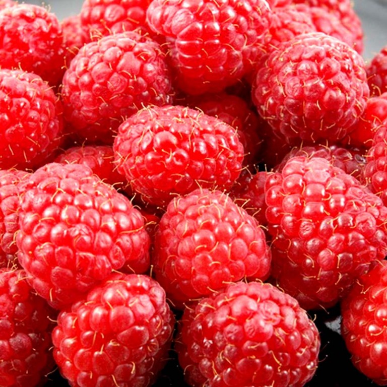 MALINÍK XL ´HIMBO TOP´® - Stáleplodící kont. 2L