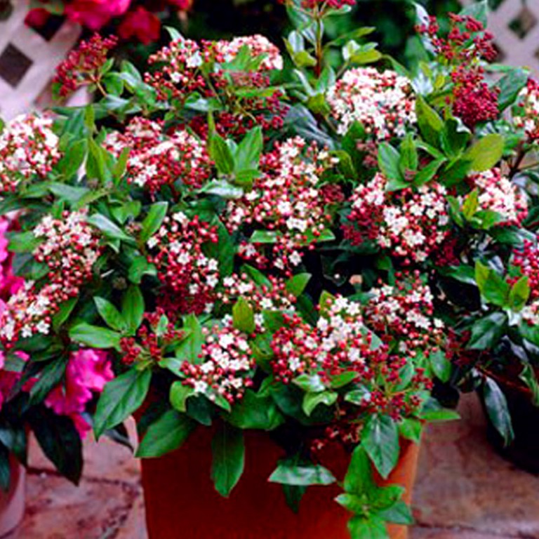 OKRASNÉ KEŘE OSTATNÍ > KALINY