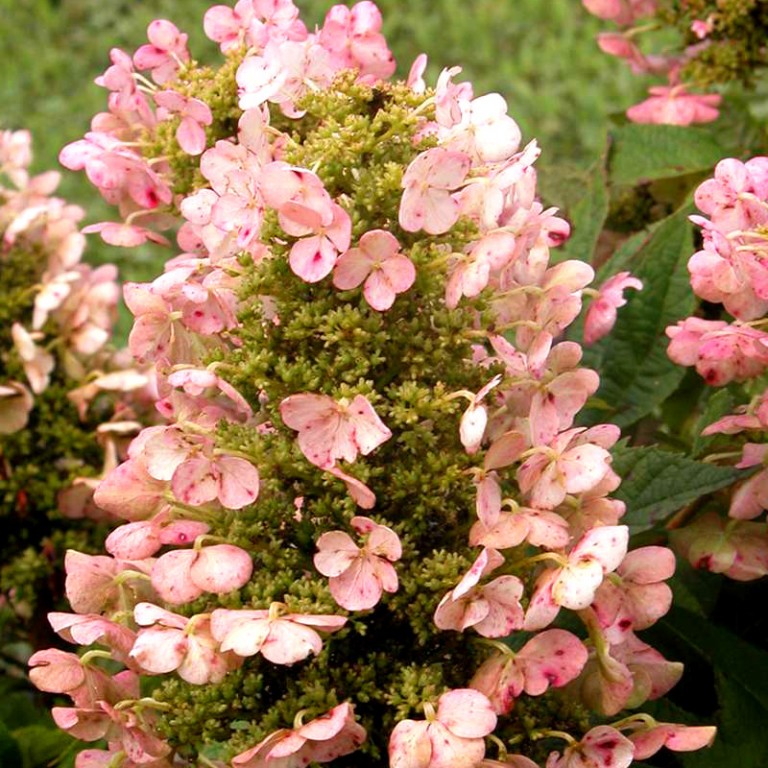 HORTENZIE DUBOLISTÁ ´MUNCHKIN® ´ ko 2L